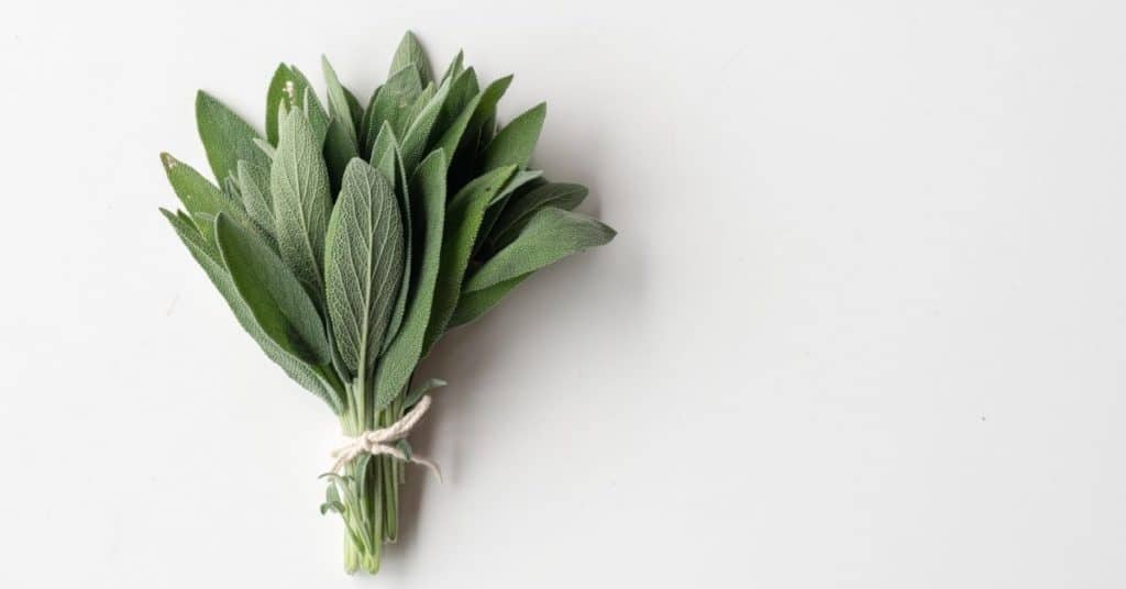 Surprising Foods that Decrease Milk Supply - Early Motherhood Guide